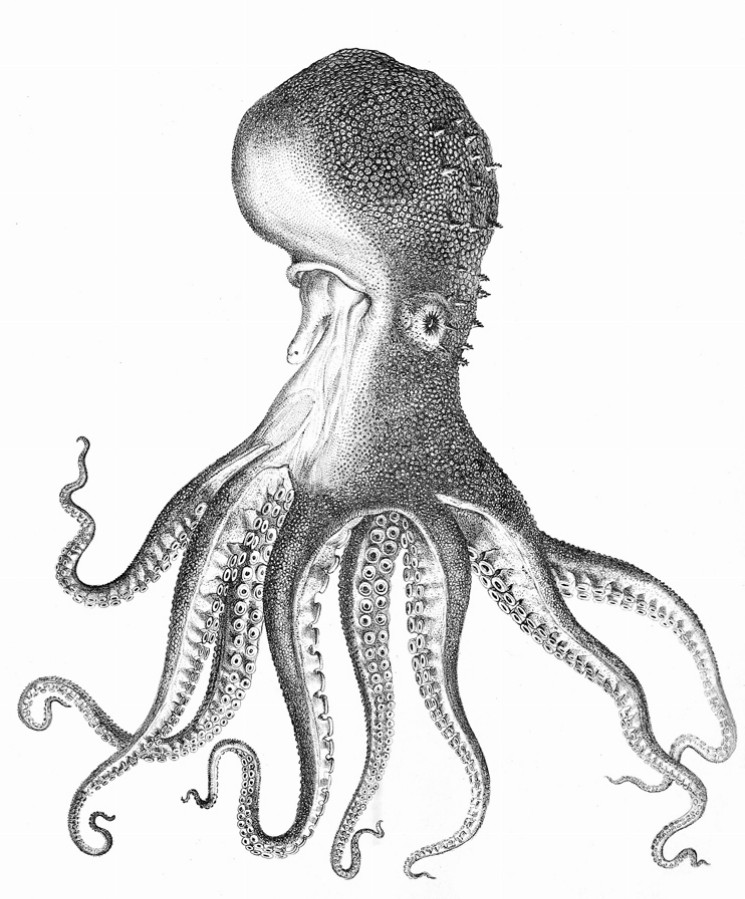 Octopus Digital Strategy – Page 2 – Digital Strategy, Digital ...